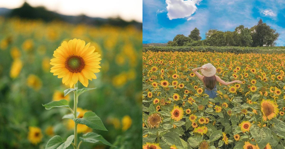 夏天就看太陽花！盤點全台 8 大向日葵景點：「中社觀光花市」網美必拍打卡熱點、台北市內也能看到大片花田？ Bellatw儂儂 8087